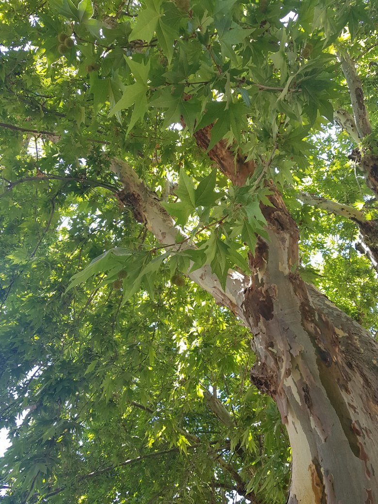 platanus orientalis