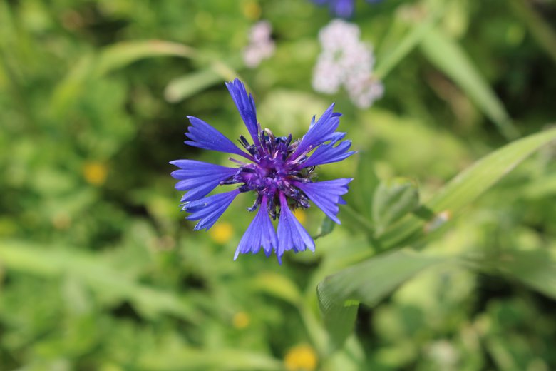 centaurea cyanoides